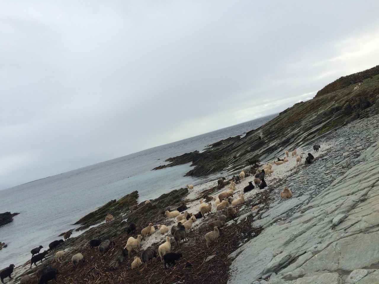 Breed information and history